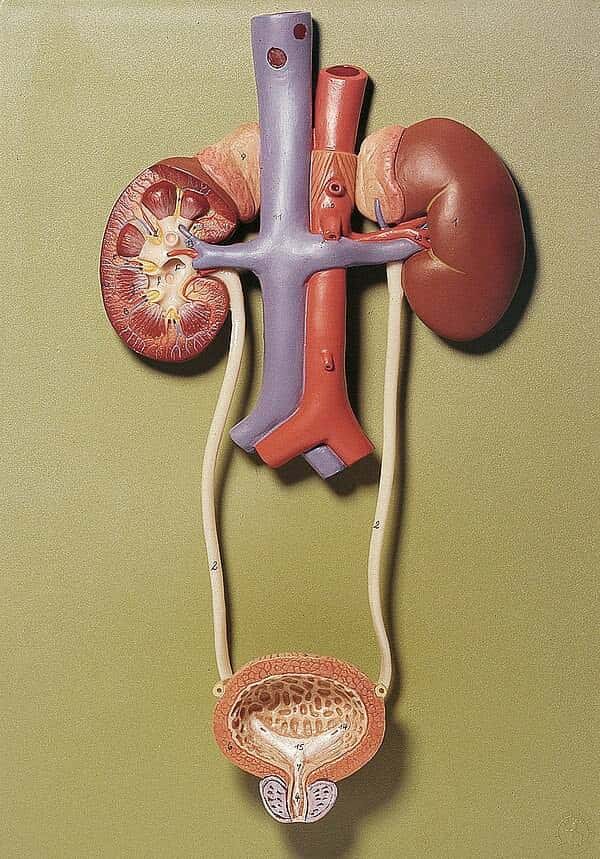 Denoyer-Geppert Free Standing Urinary System Anatomy Model | Anatomy ...