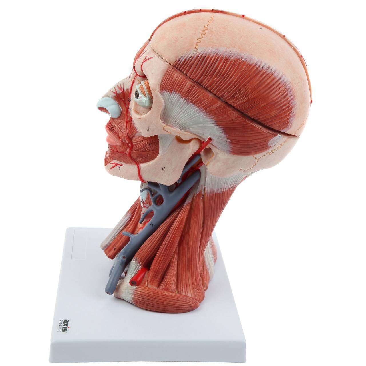 Axis Scientific Head and Neck Muscle Model | Anatomy Warehouse