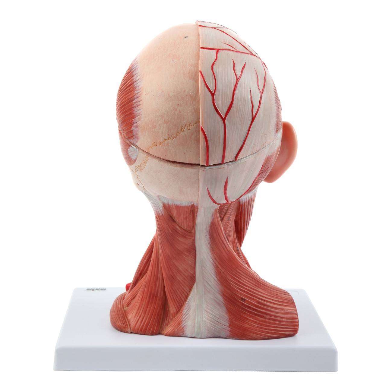 Axis Scientific Head and Neck Muscle Model | Anatomy Warehouse