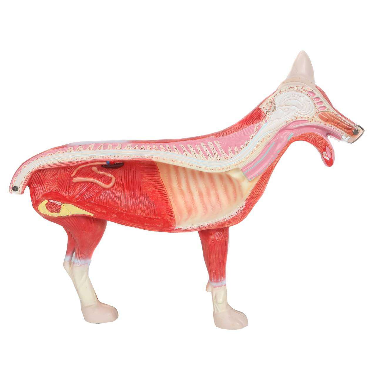 Anatomy Lab Domestic Canine (Canis lupus familiaris) Anatomy Model ...