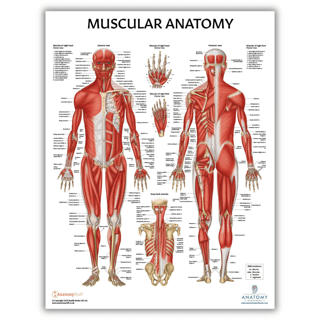 Rudiger Anatomie The Muscular System - Deep Layers, Back Laminated Anatomy Chart | Anatomy Warehouse