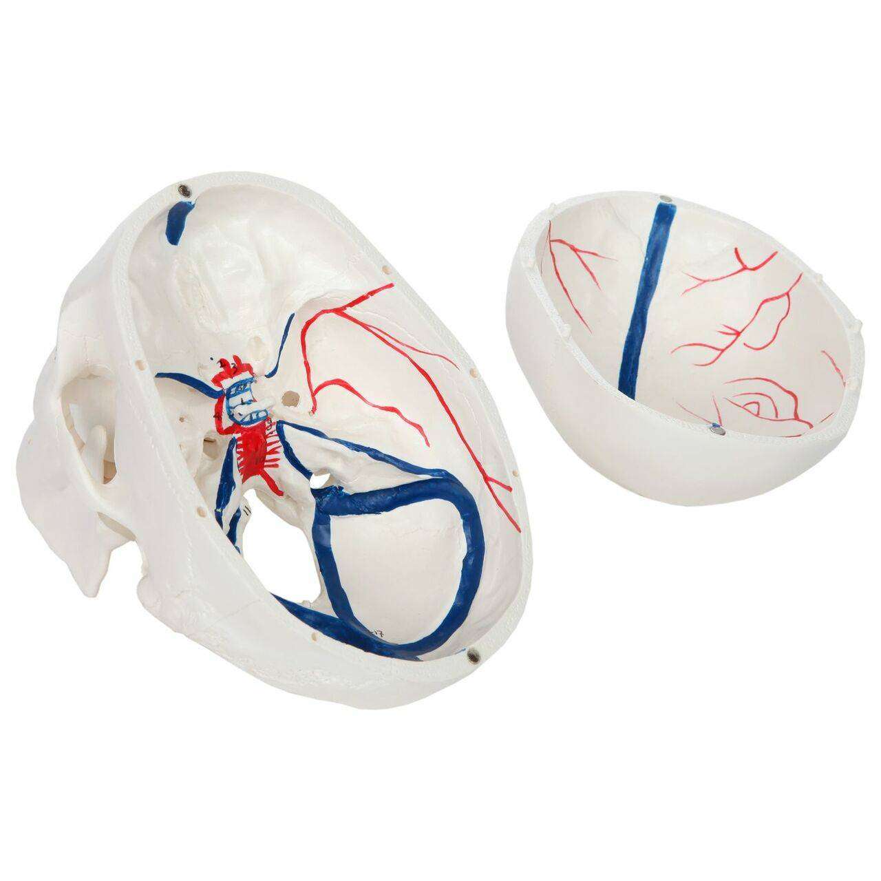 3B Scientific Human Skull with Facial Muscles | Anatomy Warehouse