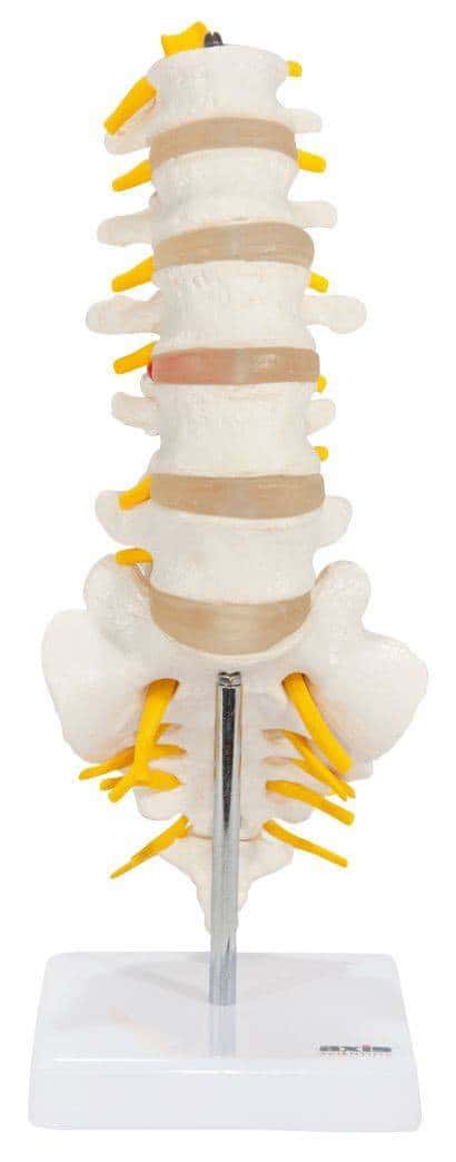 Anatomical Models - Skeletons & Skulls - Spine and Vertebral - Lumbar ...