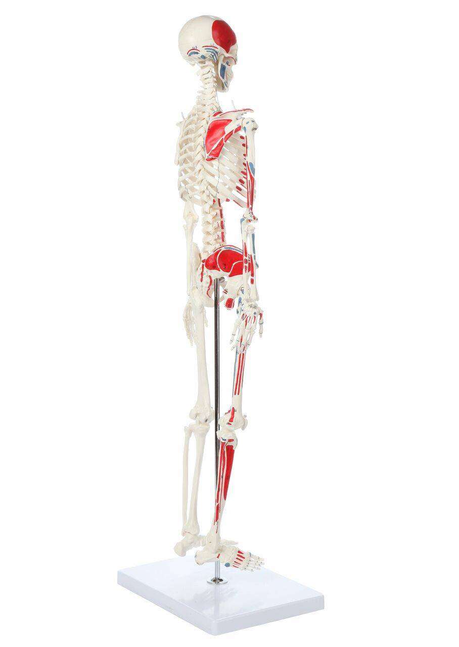 Axis Scientific Miniature 31" Muscle Painted and Numbered Human ...