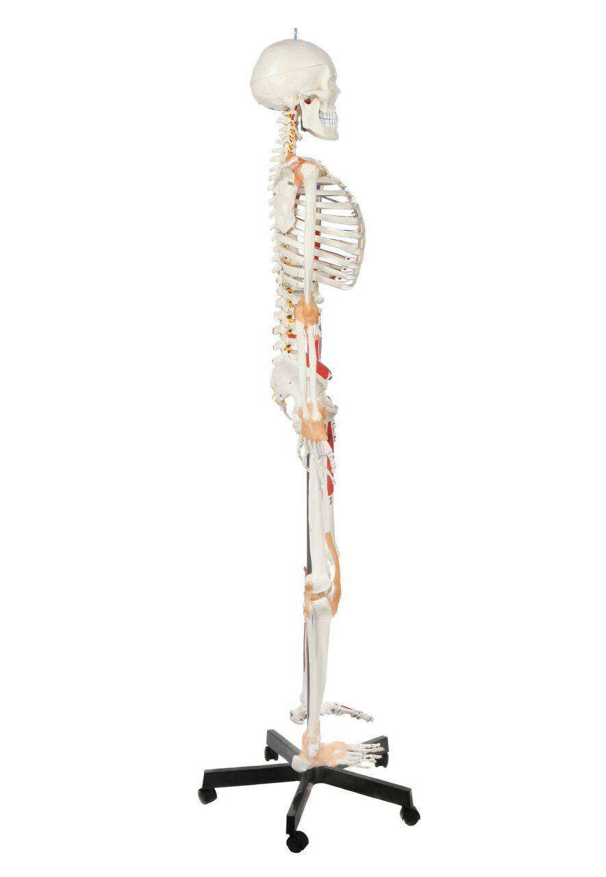Axis Scientific Painted and Numbered Life-Size Human Skeleton Anatomy ...