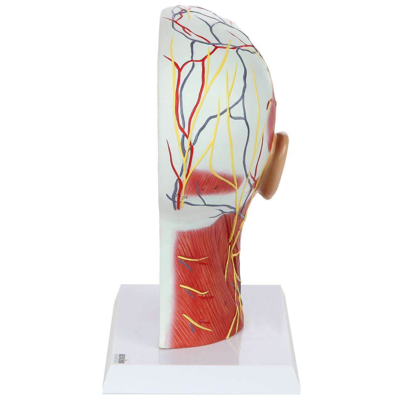 Axis Scientific Half Head with Muscles, Nerves and Vasculature ...