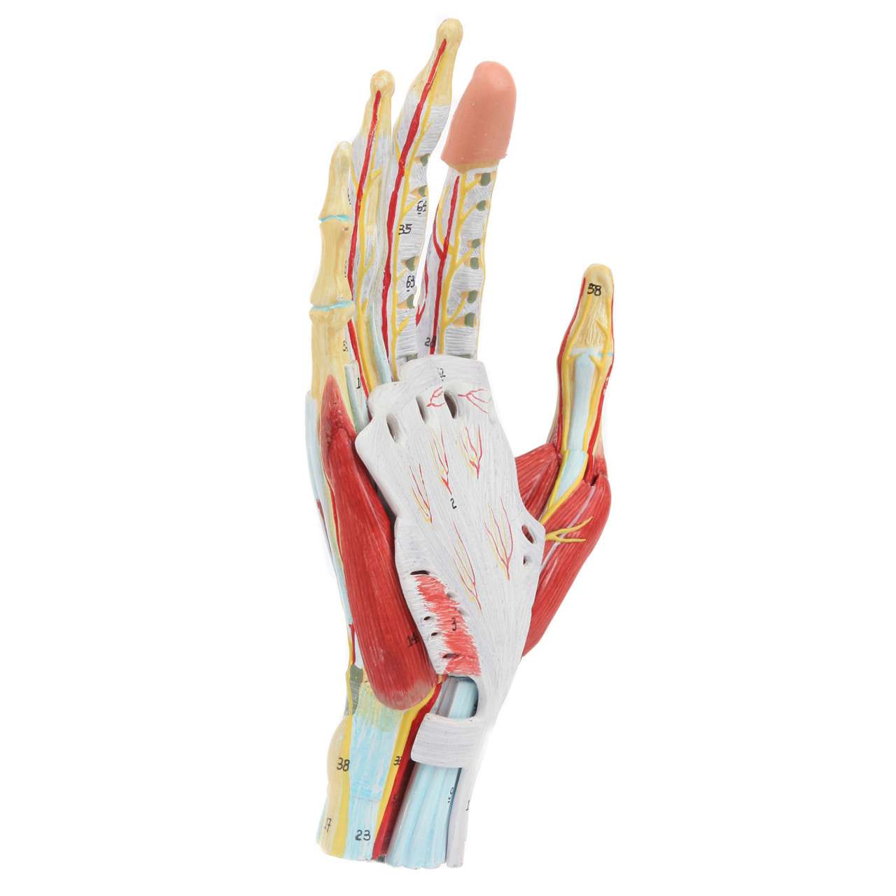 Axis Scientific 7 Part Hand with Muscles, Ligaments, Nerves and ...