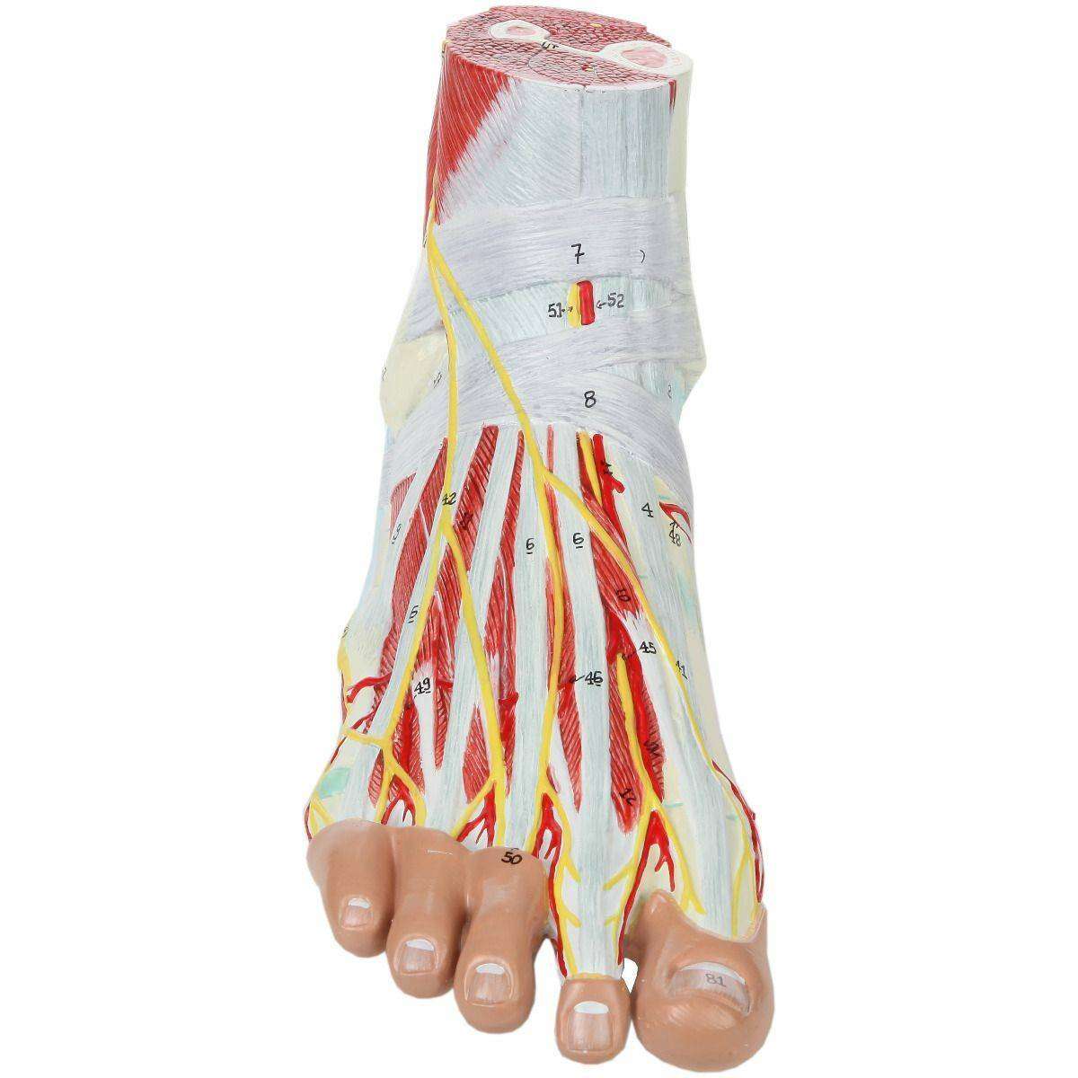 Axis Scientific 9 Part Foot with Muscles, Ligaments, Nerves and ...