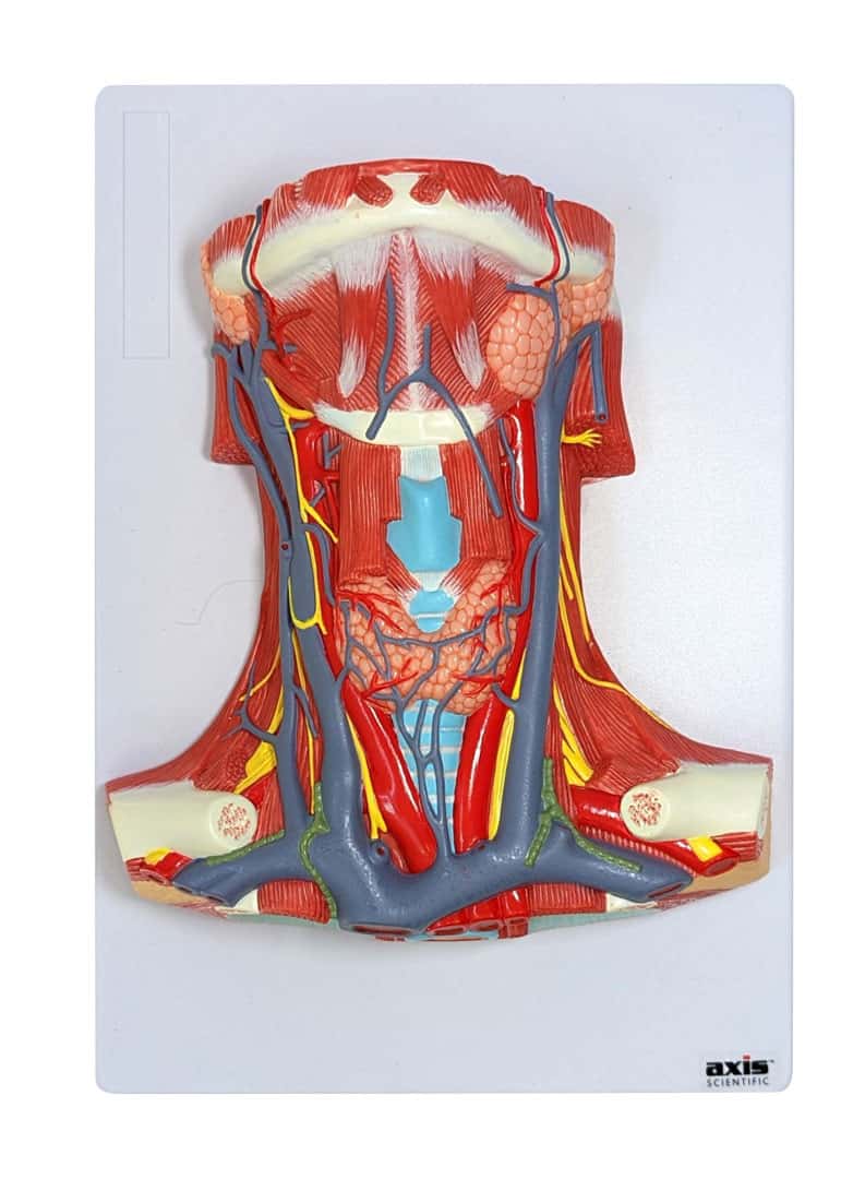 Axis Scientific Neck and Throat Model with Muscles, Veins and Arteries ...