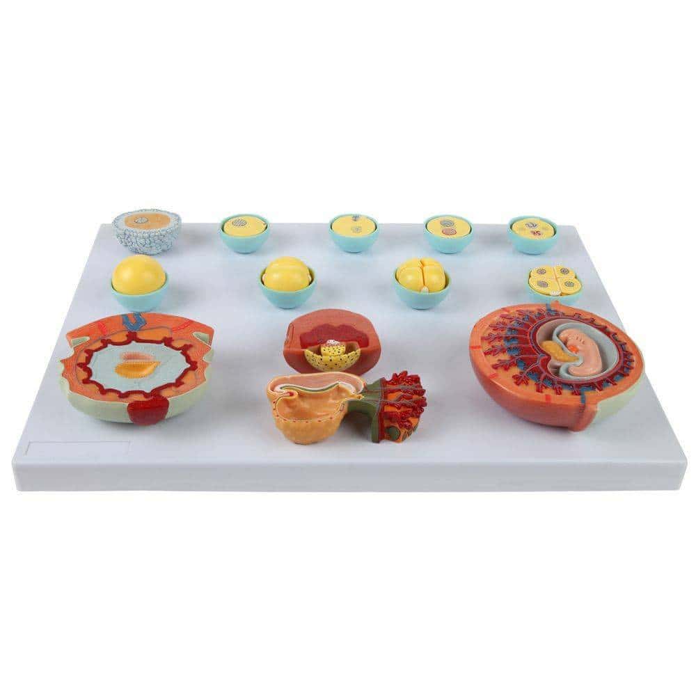 3B Scientific 5-State Human Birth Process Anatomy Model | Anatomy Warehouse