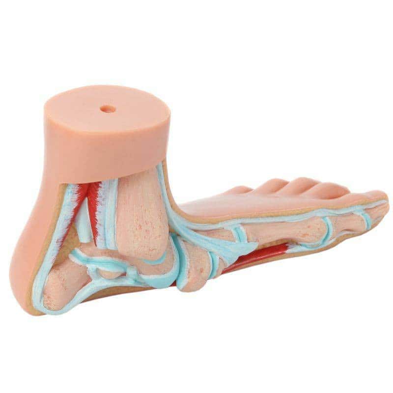 Axis Scientific Set of 3 Feet - Flat Foot, Arched Foot and Normal Foot ...