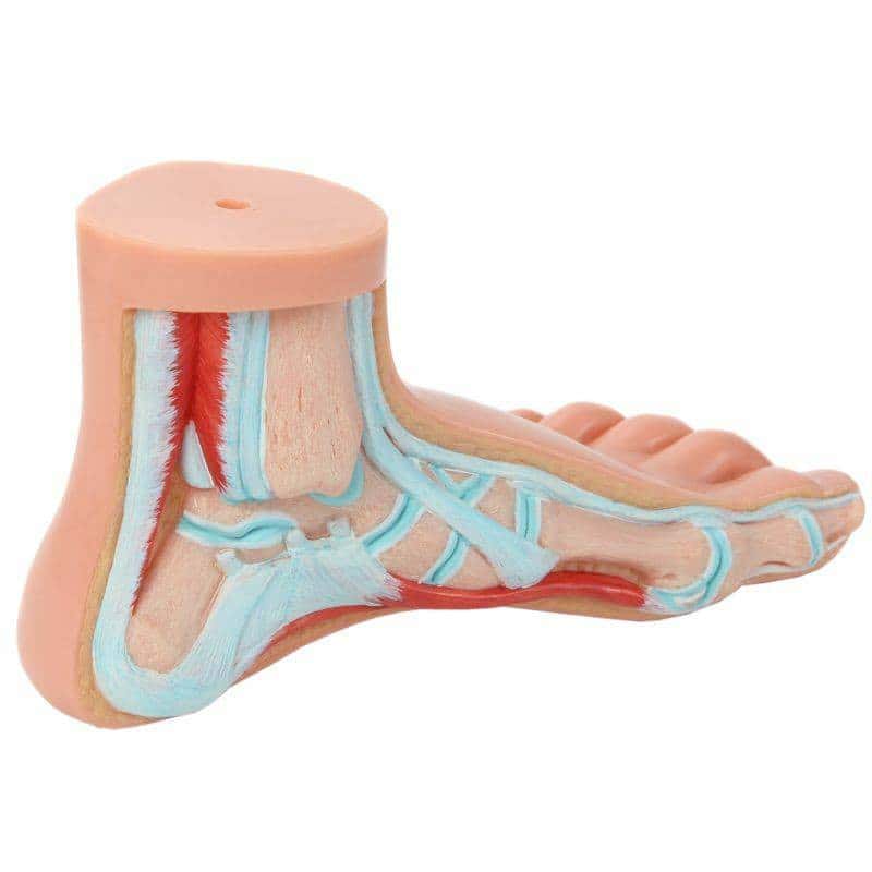 Axis Scientific Set of 3 Feet - Flat Foot, Arched Foot and Normal Foot ...
