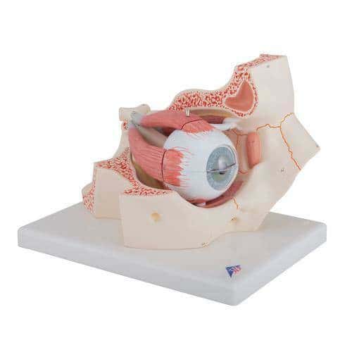 3B Scientific Human Eye Anatomy Model | Anatomy Warehouse