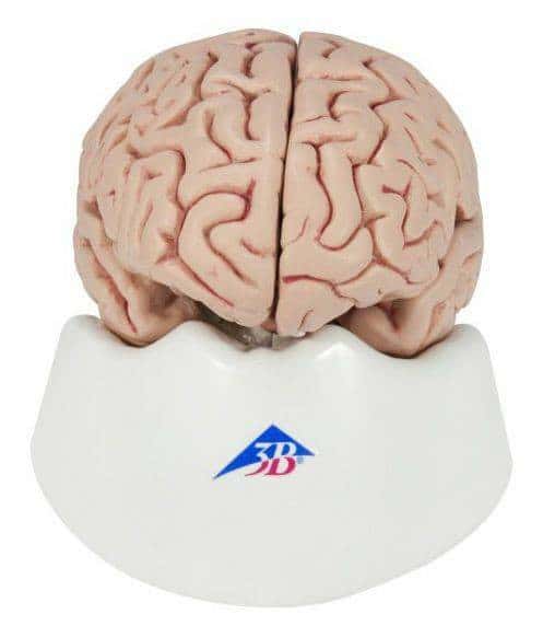 3B Scientific Human Cell Anatomy Model | Anatomy Warehouse