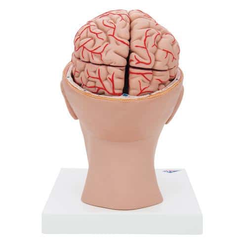 3B Scientific Half Human Head with Deluxe Brain with Arteries Anatomy ...
