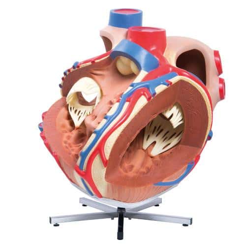 3B Scientific World's Largest Heart Anatomy Model | Anatomy Warehouse