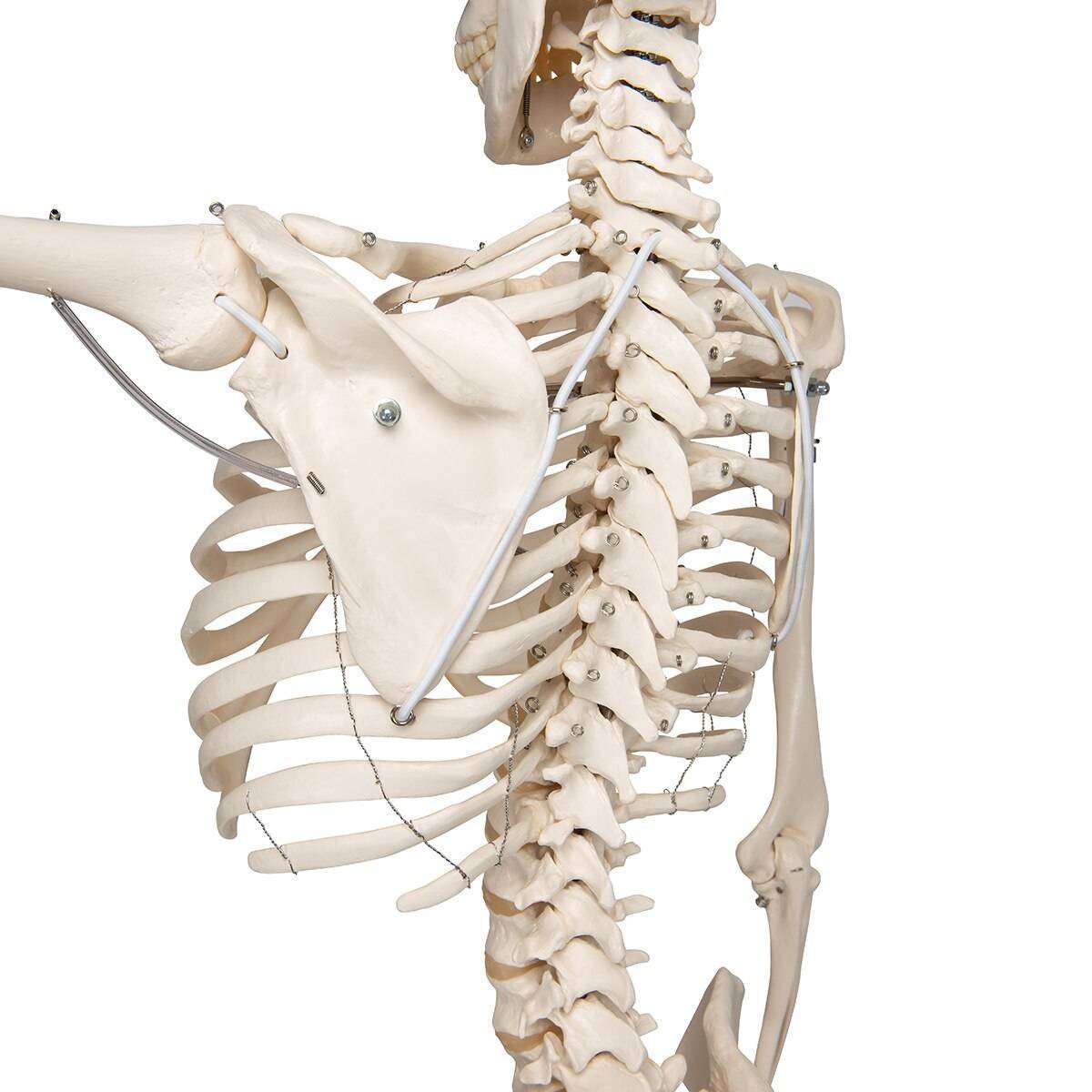 3B Scientific Physiological Skeleton Model - Phil | Anatomy Warehouse