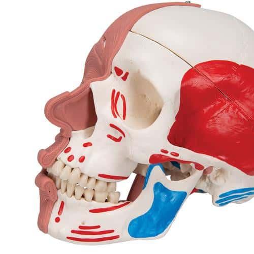 3B Scientific Human Skull with Facial Muscles | Anatomy Warehouse