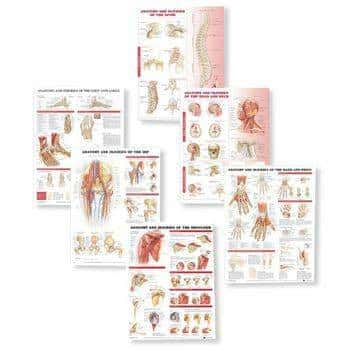 Anatomical Chart Company Anatomy and Injuries Laminated Anatomy Chart ...