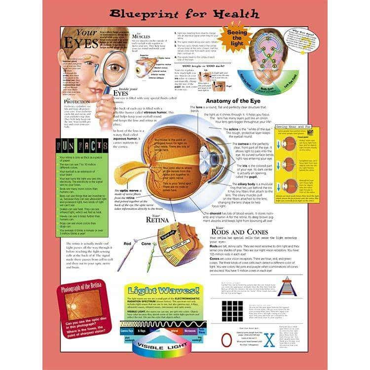 Anatomical Chart Company The Eye Laminated Anatomical Chart | Anatomy ...