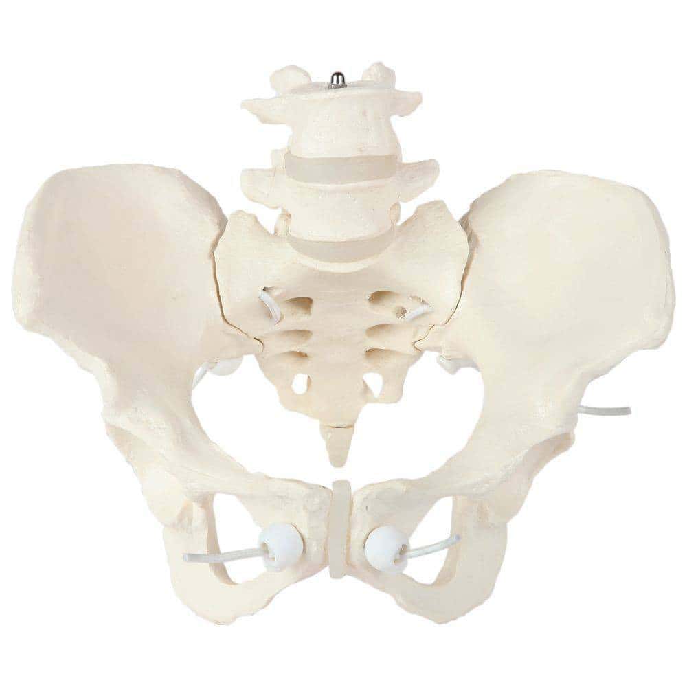 Human Pelvis Anatomical Models for Education & Medical Study | Anatomy ...