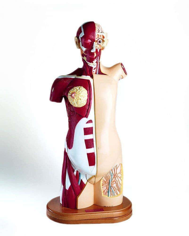 Denoyer-Geppert 23 Part Multi Torso Sexless Configuration Anatomy Model ...
