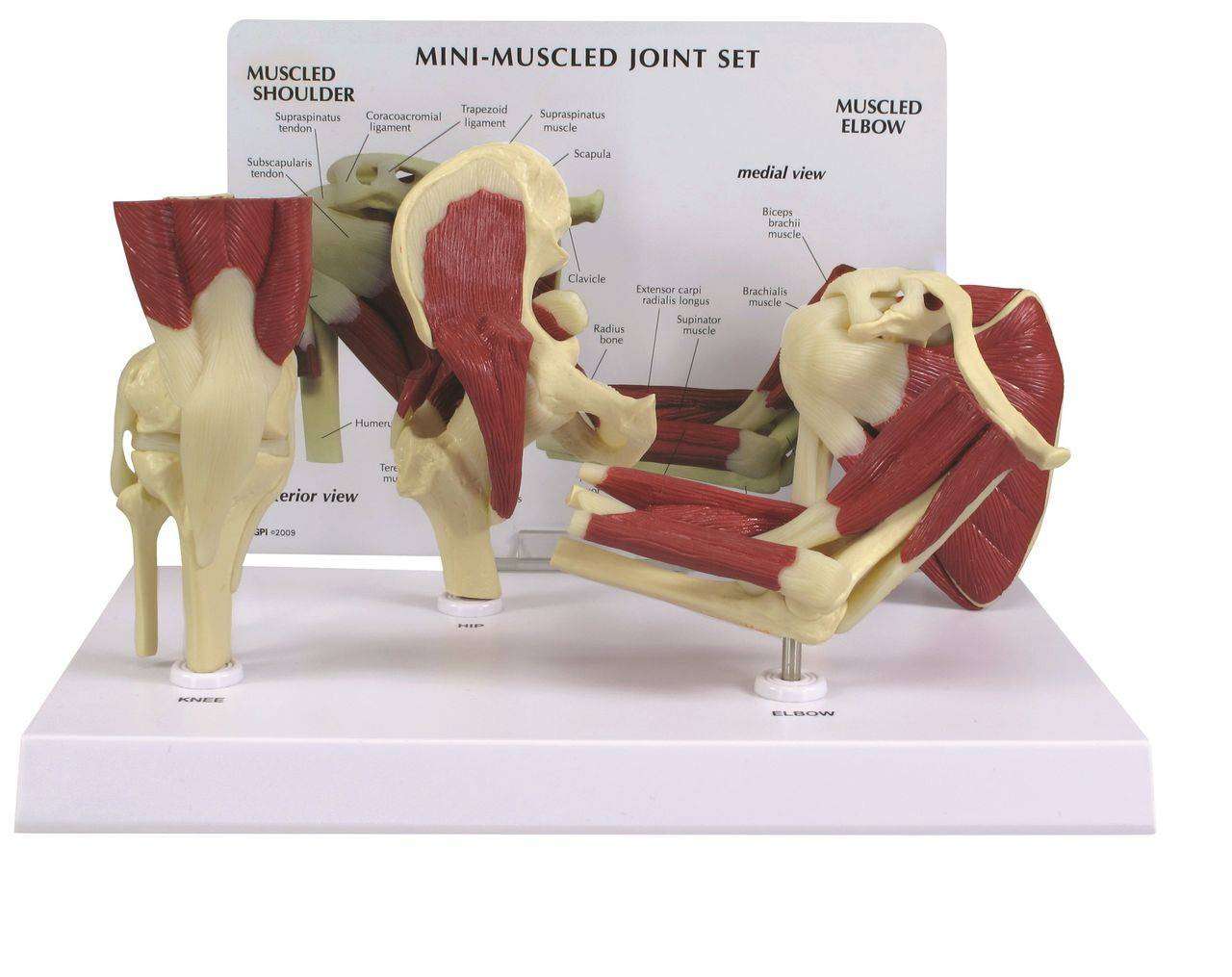 GPI Anatomicals Muscled Joint Model Set | Anatomy Warehouse