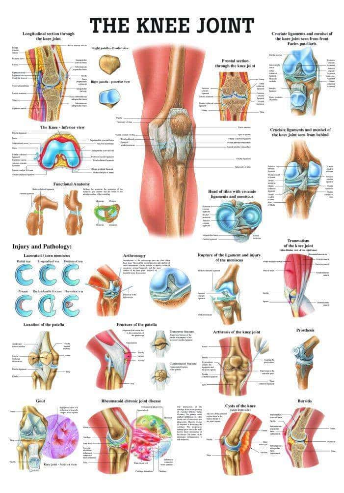 Rudiger Anatomie The Knee Joint Laminated Anatomy Chart | Anatomy Warehouse