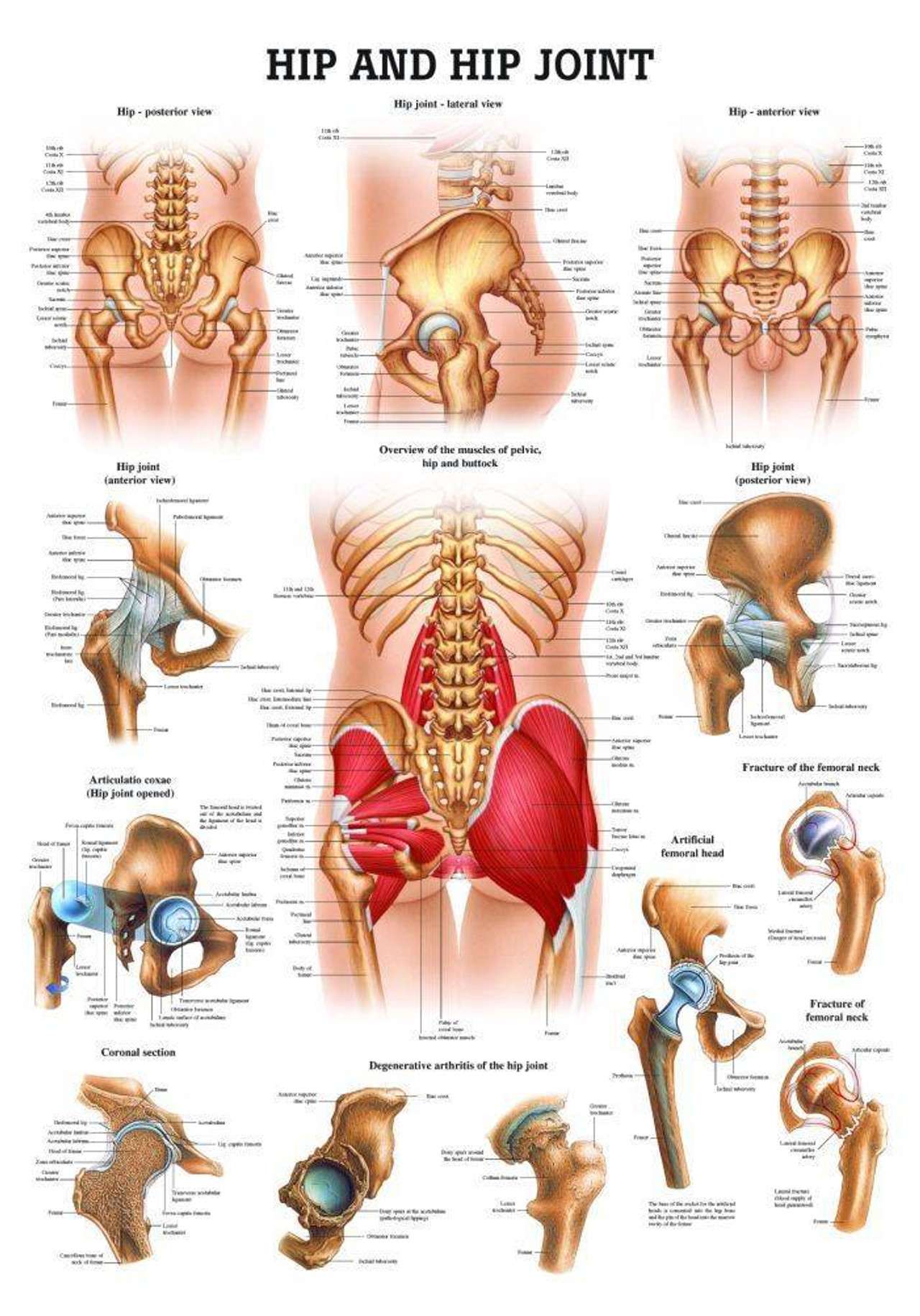 Rudiger Anatomie Muscles of Buttock, Hip and Pelvis Laminated Anatomy Chart | Anatomy Warehouse