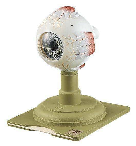 SOMSO Child Skull - 6 Years | Anatomy Warehouse