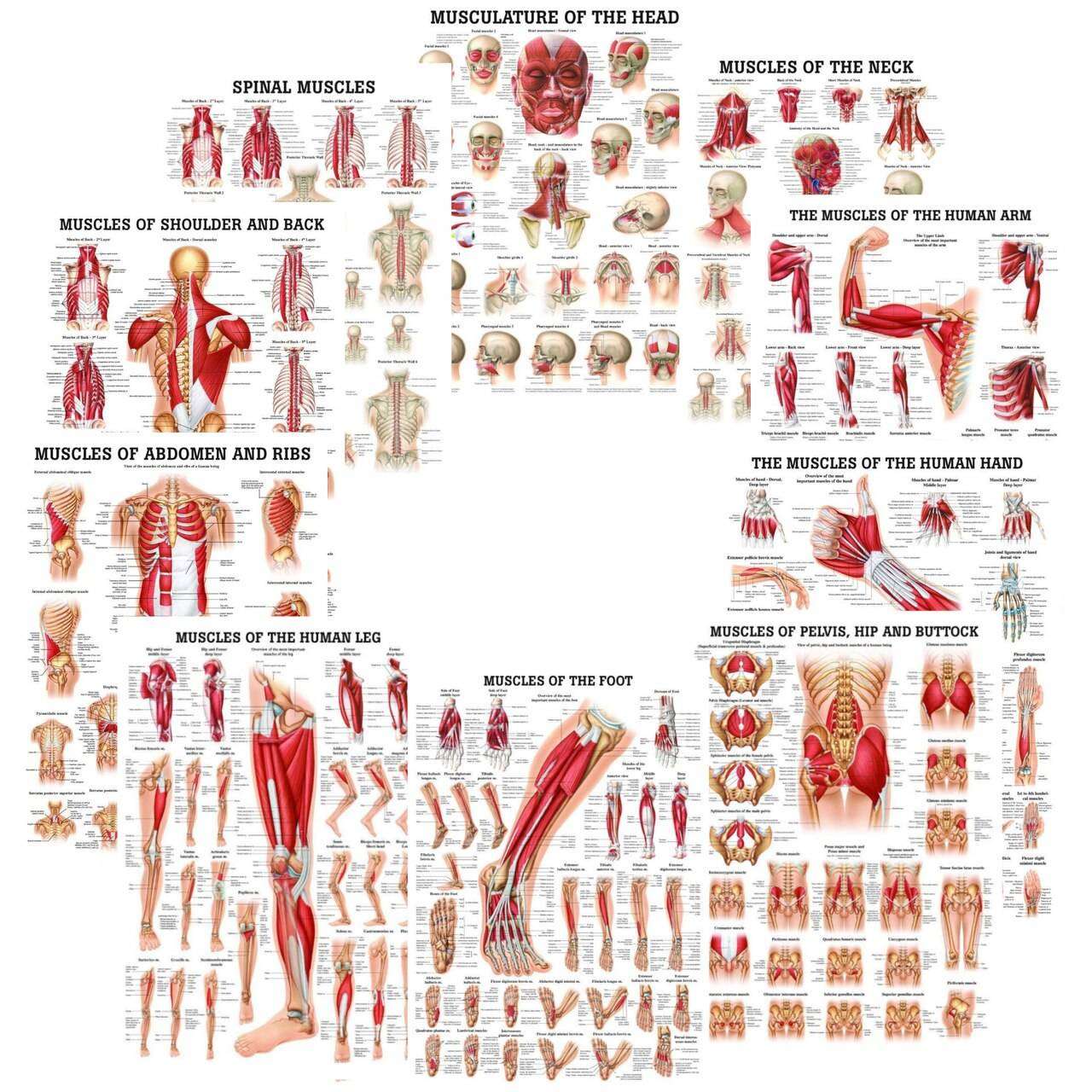 Rudiger Anatomie Muscles of the Body Laminated Chart Set | Anatomy ...