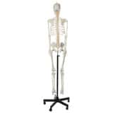 Axis Scientific Flexible Life-Size Human Skeleton Anatomy Model with ...