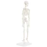 High-Quality Human Skeleton Models for Medical Education & Healthcare ...