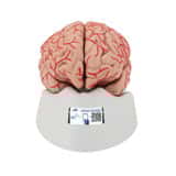 Denoyer-Geppert Giant 4 Part Brain Anatomy Model | Anatomy Warehouse