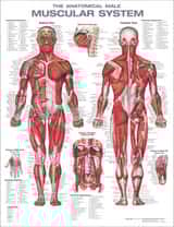 Anatomical Chart Company The Female Muscular System Laminated ...