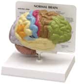 Denoyer-Geppert Motor Neuron Diorama Anatomy Model | Anatomy Warehouse
