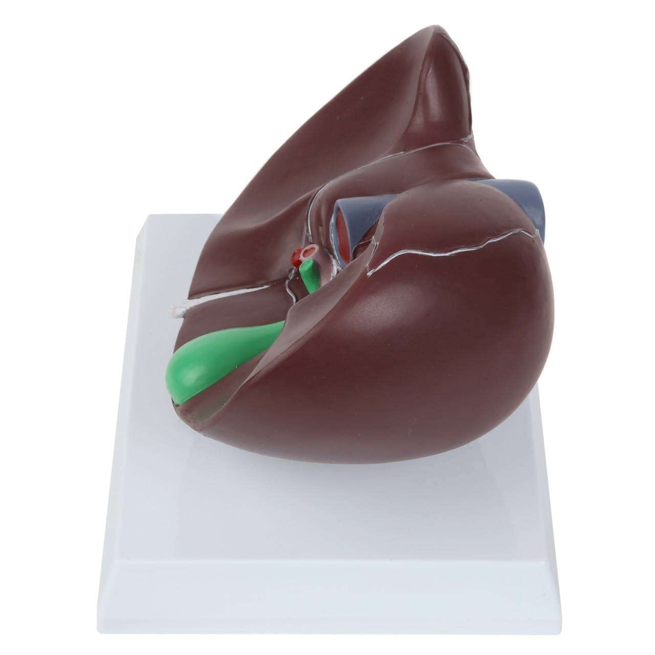 Axis Scientific Life-Size Human Liver Anatomy Model | Anatomy Warehouse