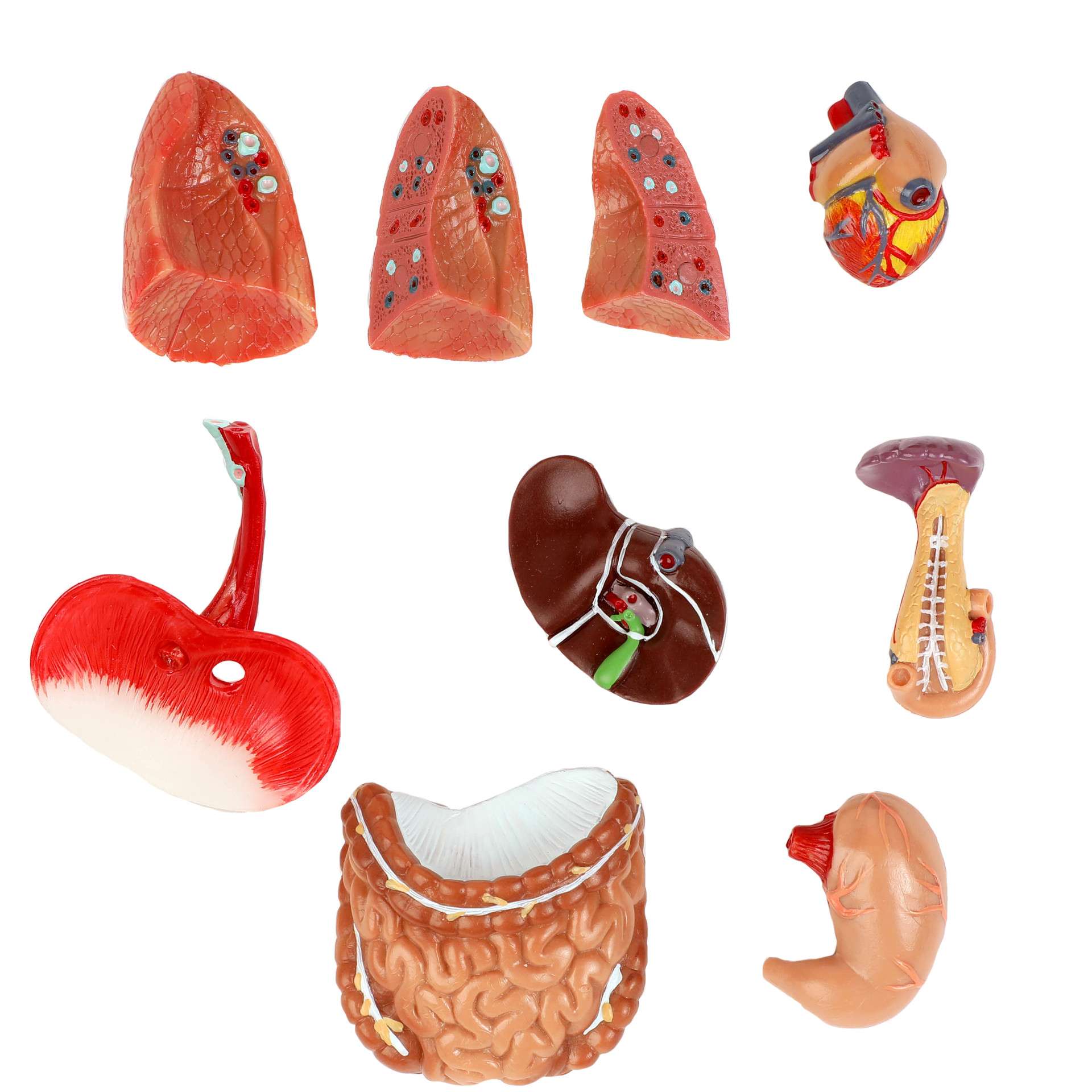 Axis Scientific 14-Part Micro Torso Anatomy Model | Anatomy Warehouse