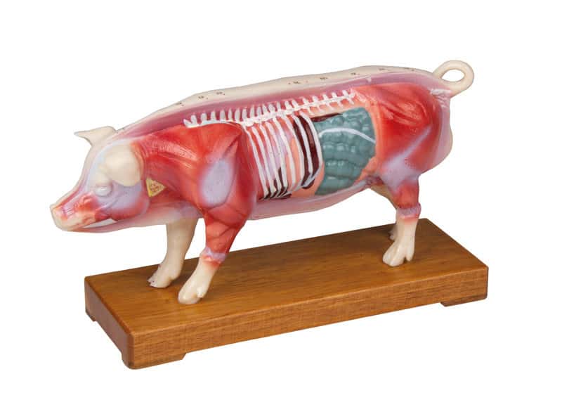 Erler-Zimmer Pig (Sus scrofa domesticus) Skull of Domestic Pig ...