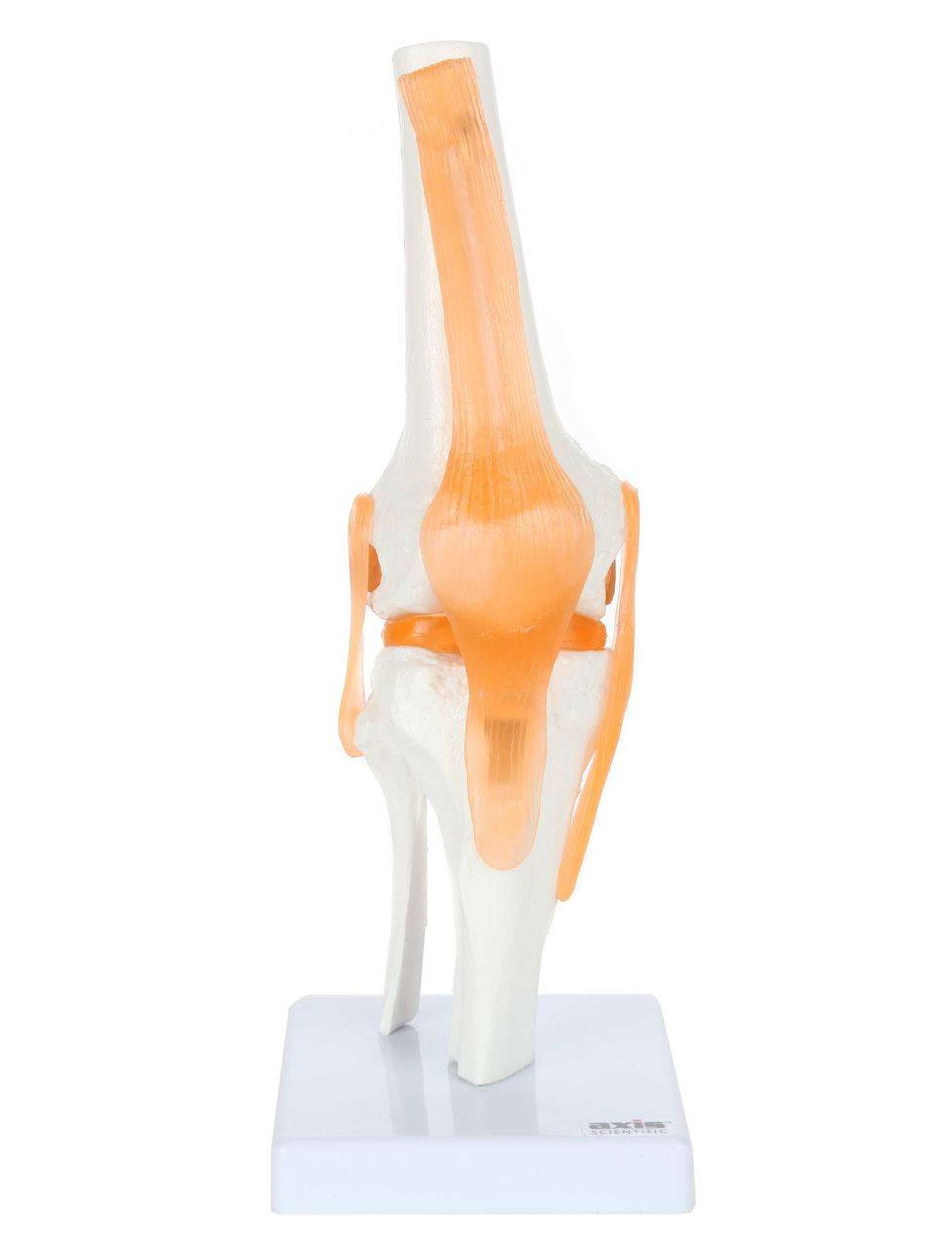 Axis Scientific Human Knee Joint with Functional Ligaments Anatomy ...