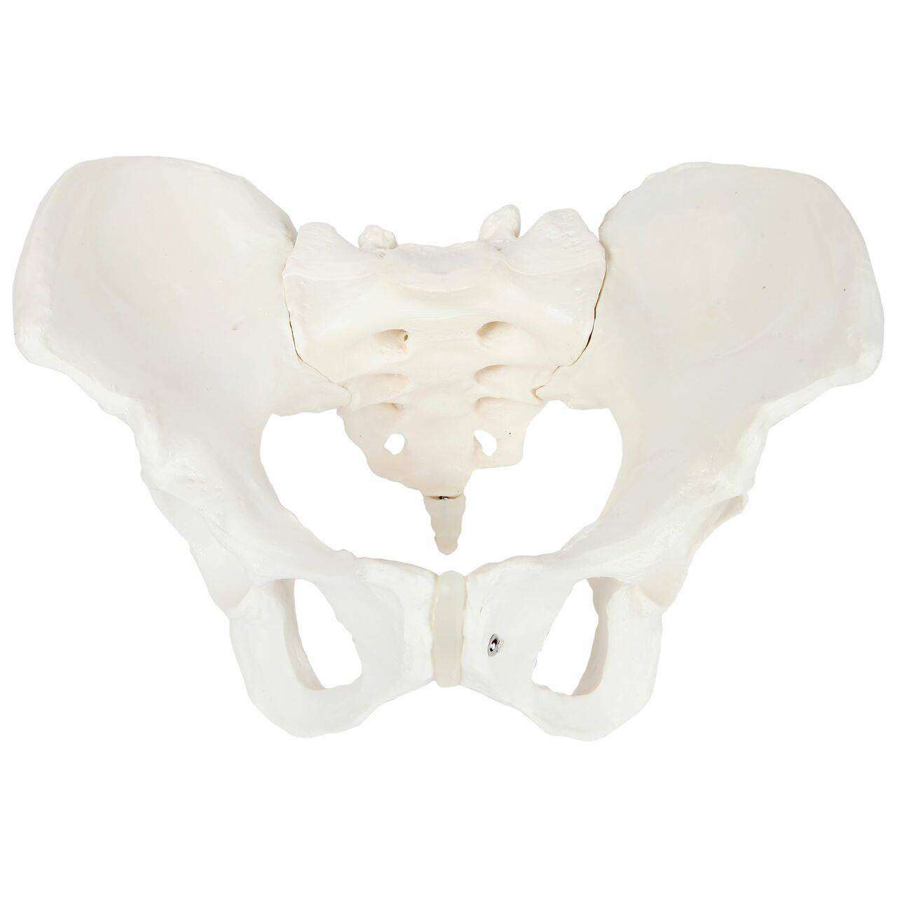 3B Scientific Life-Size Female Pelvis Anatomy Model With Ligaments ...