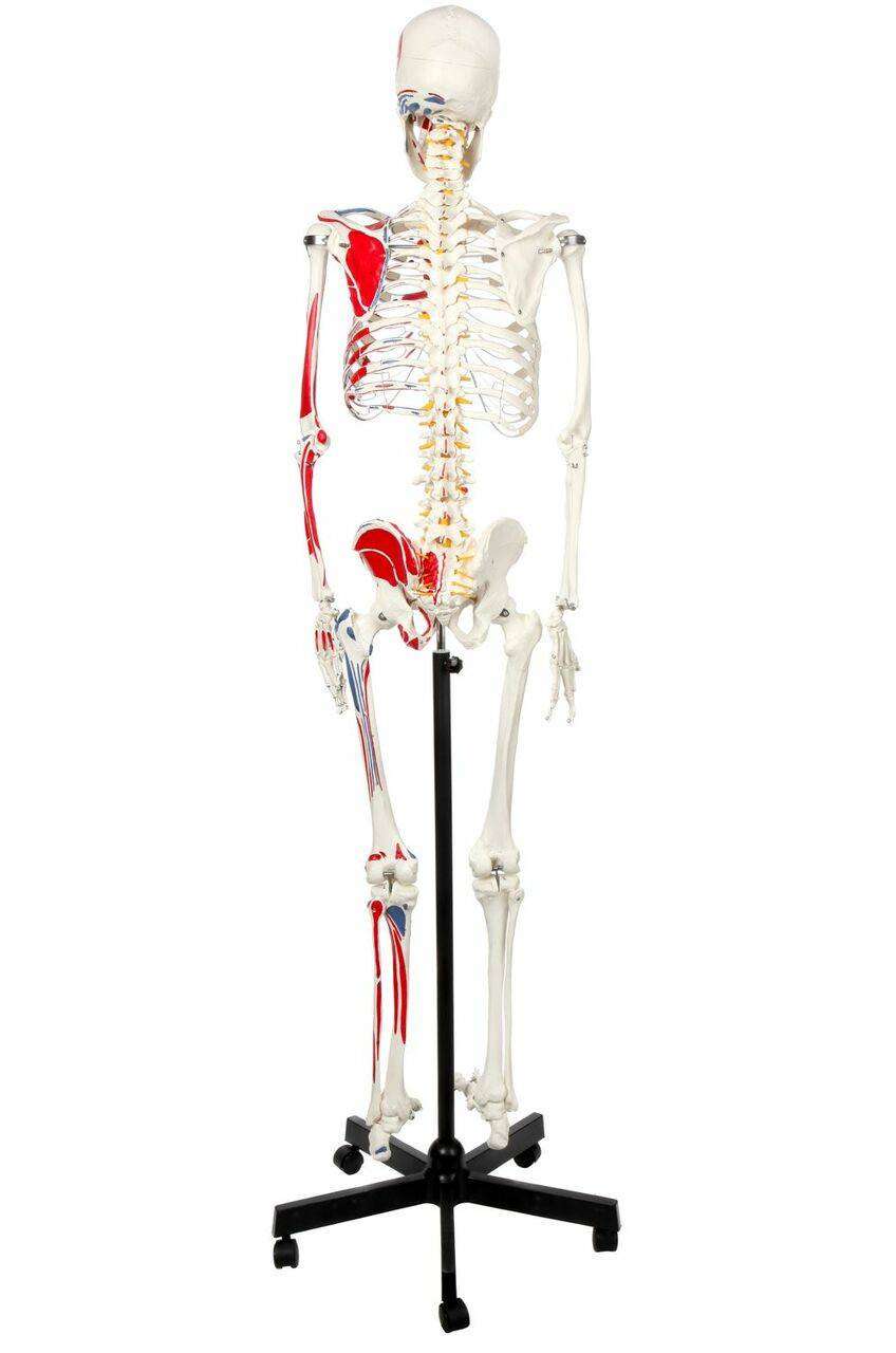 Axis Scientific Muscle Painted and Numbered Life-Size Human Skeleton ...