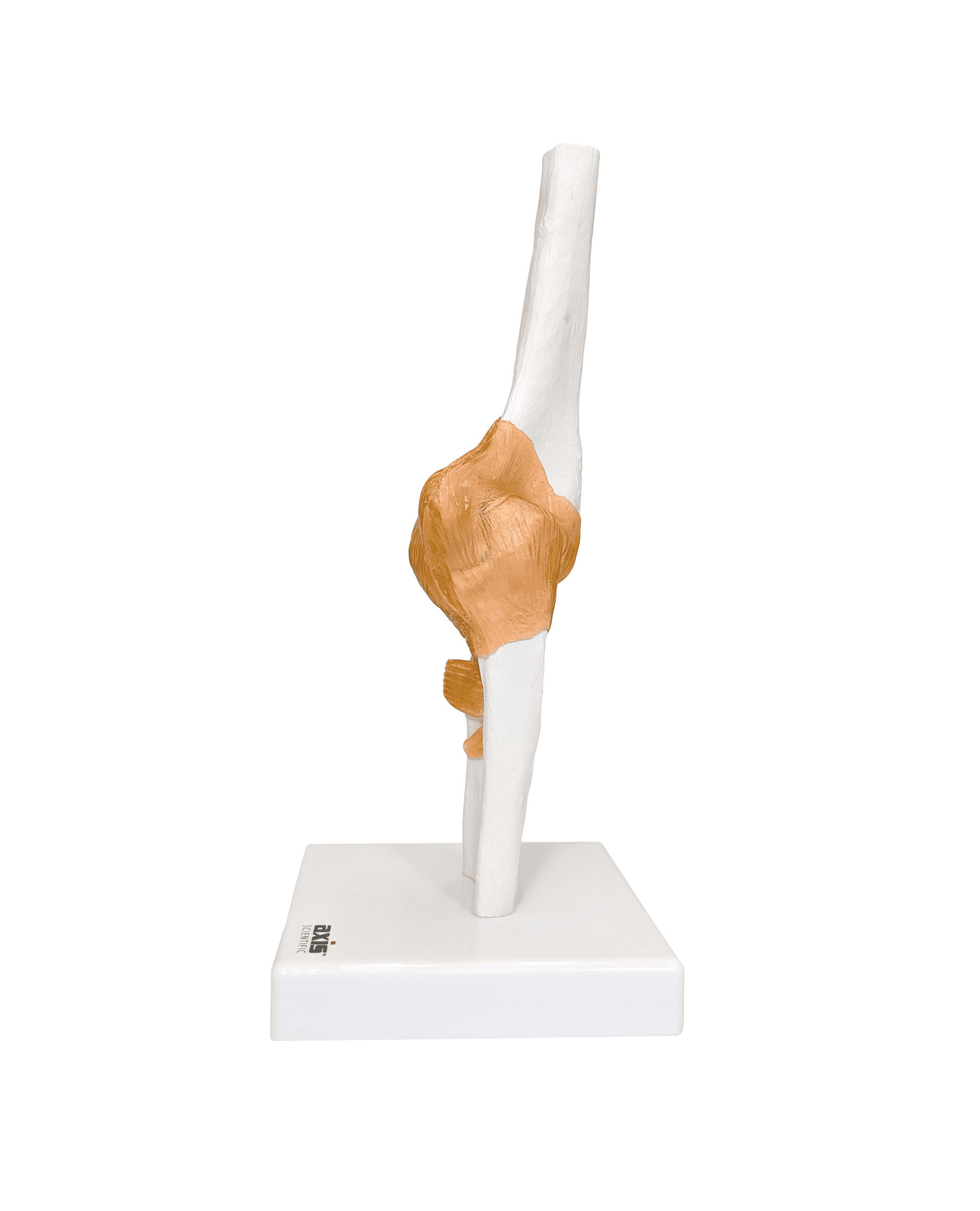 Axis Scientific Human Elbow Joint with Functional Ligaments Anatomy ...