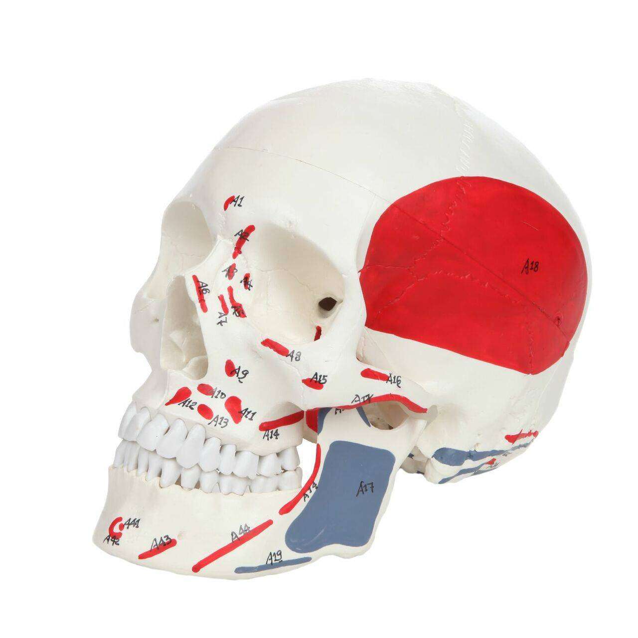 3B Scientific Classic Human Skull Anatomy Model (3 Parts) | Anatomy ...