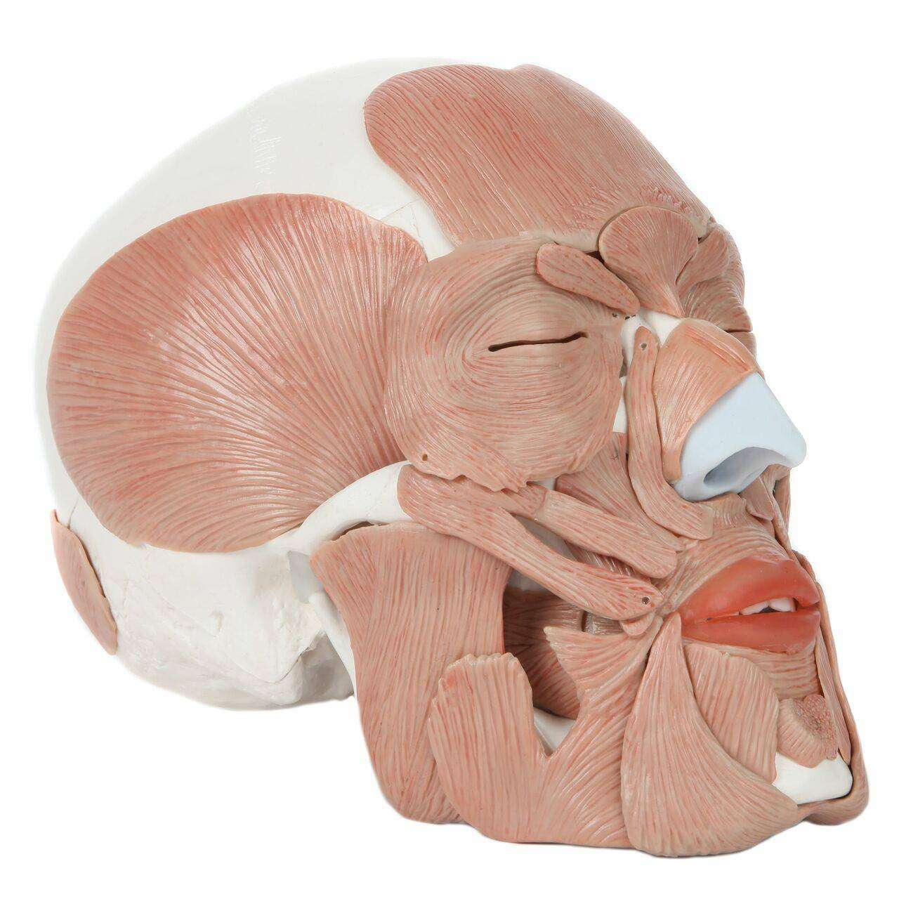 Axis Scientific Life-Size Human Skull with Removable Muscles Anatomy ...