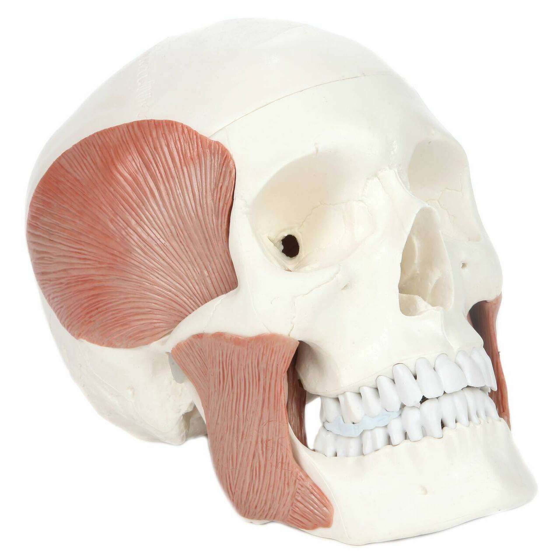 GPI Anatomicals Clear Human Jaw with Teeth Anatomy Model | Anatomy ...