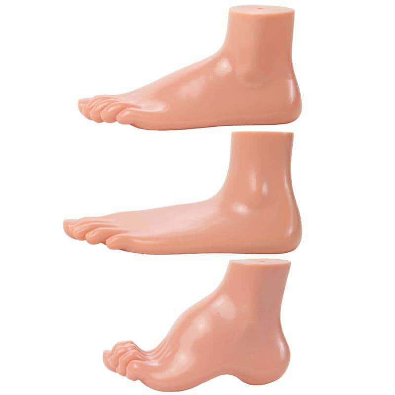 Axis Scientific Set of 3 Feet - Flat Foot, Arched Foot and Normal Foot ...