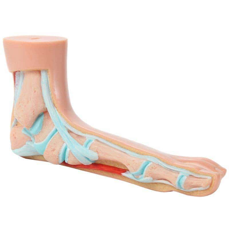 Axis Scientific Set of 3 Feet - Flat Foot, Arched Foot and Normal Foot ...