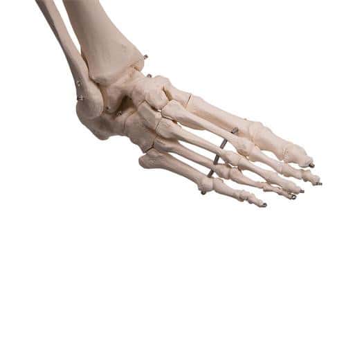 3B Scientific Classic Stan Human Skeleton Anatomy Model | Anatomy Warehouse