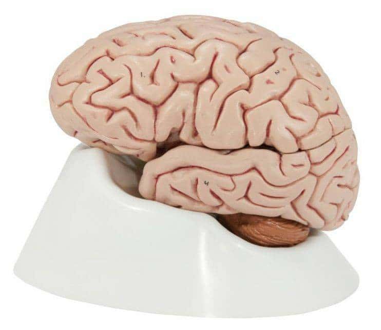 3B Scientific Human Brain Anatomy Model | Anatomy Warehouse